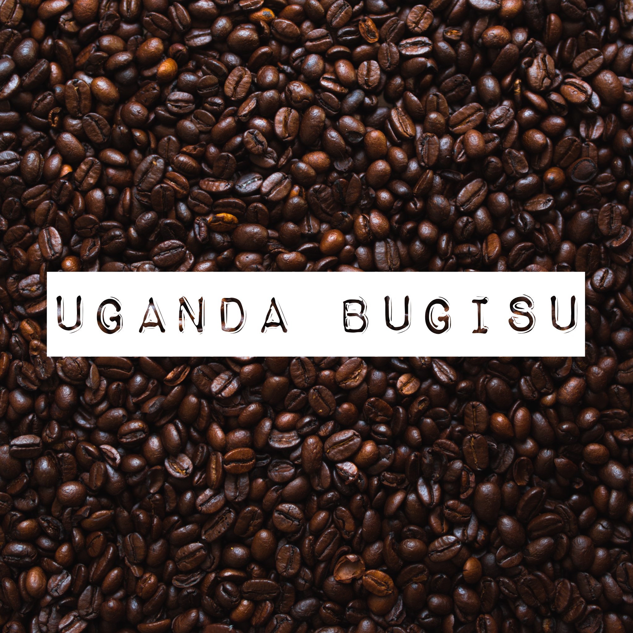Uganda Bugisu – Greencastle Coffee Roasters